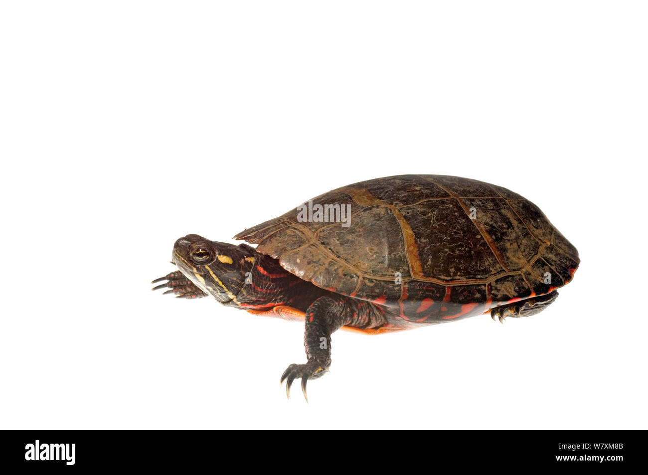 Painted turtle side profile view Cut Out Stock Images & Pictures - Alamy