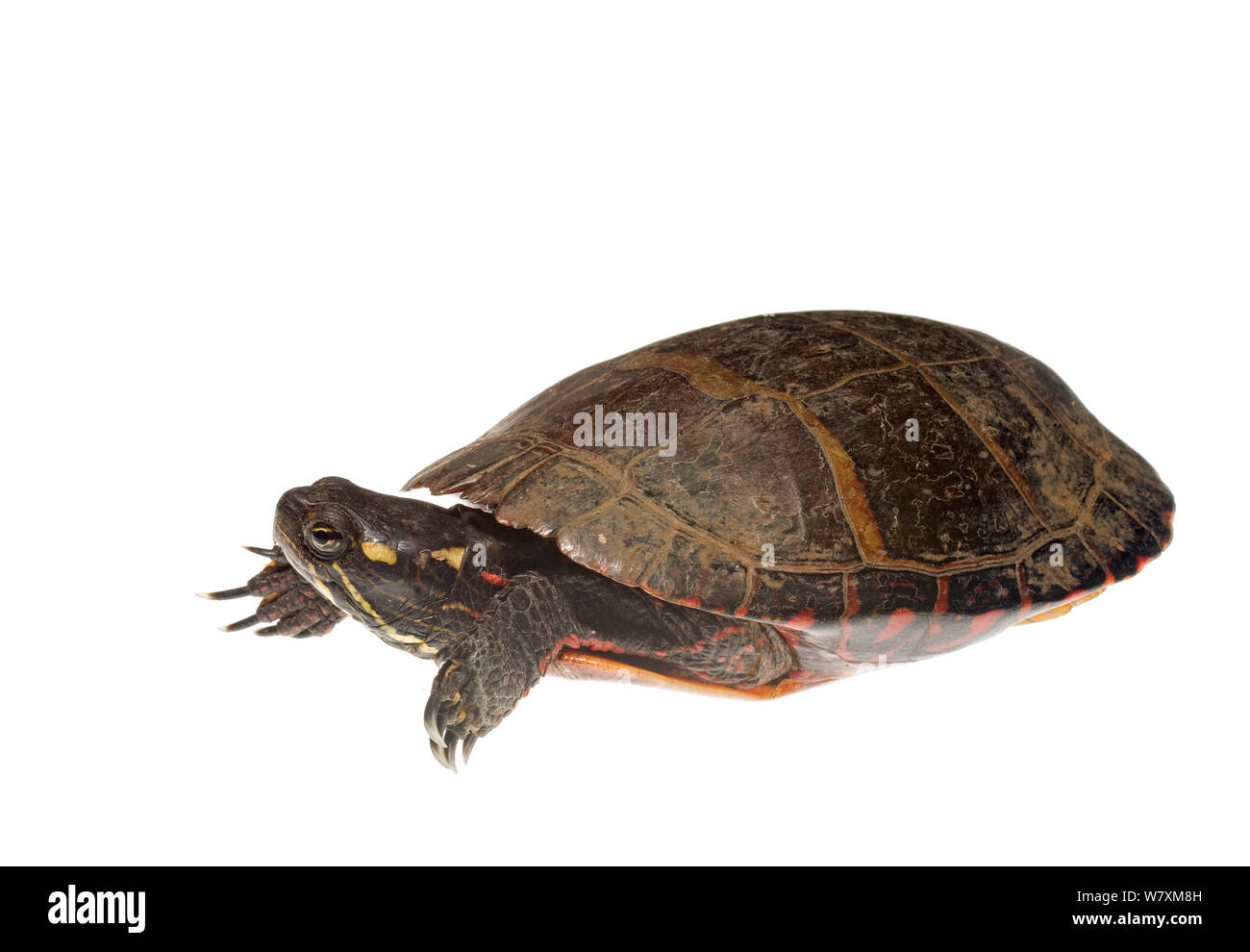 Painted turtle side profile view Cut Out Stock Images & Pictures - Alamy