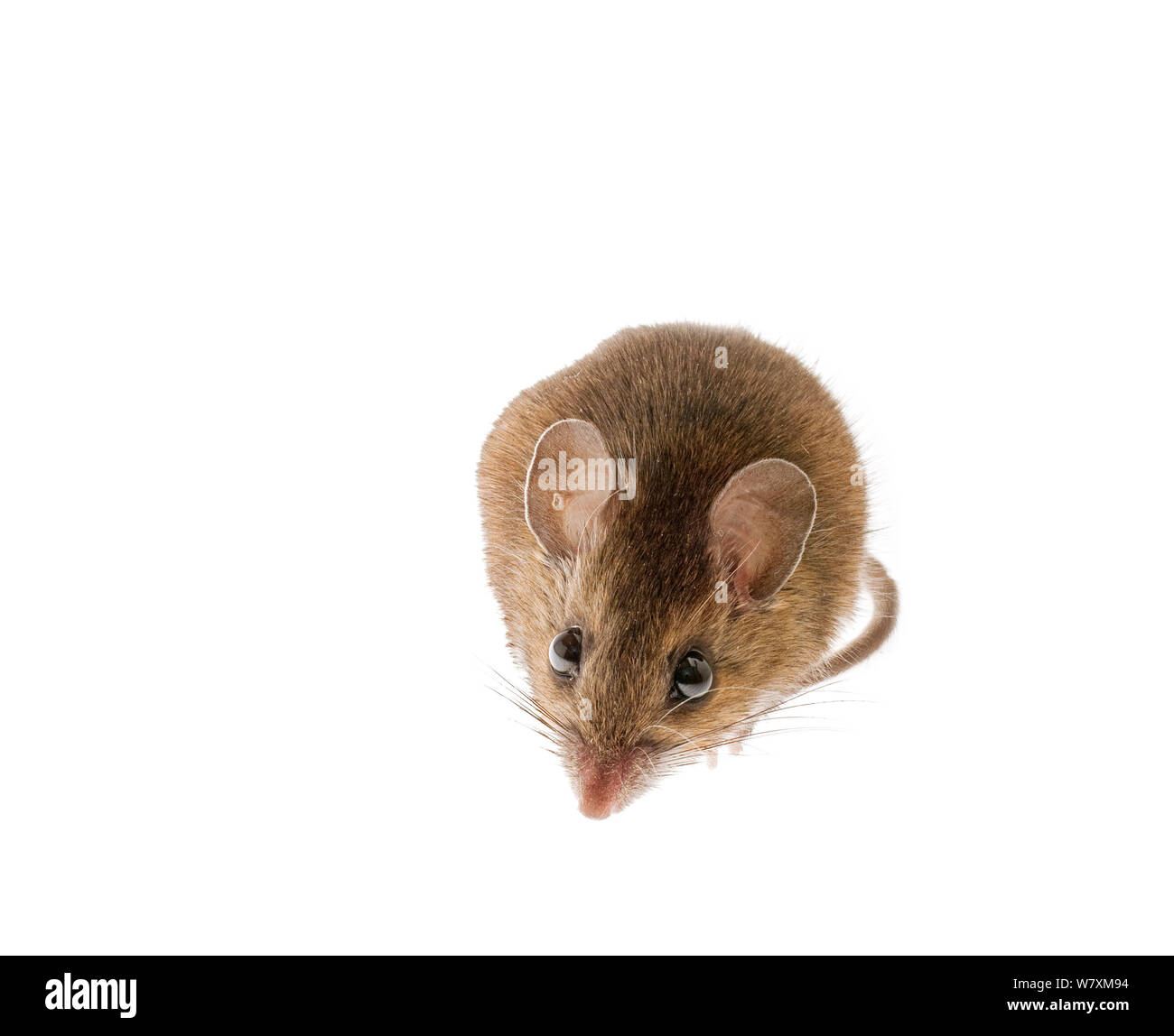 Deer mouse hi-res stock photography and images - Alamy