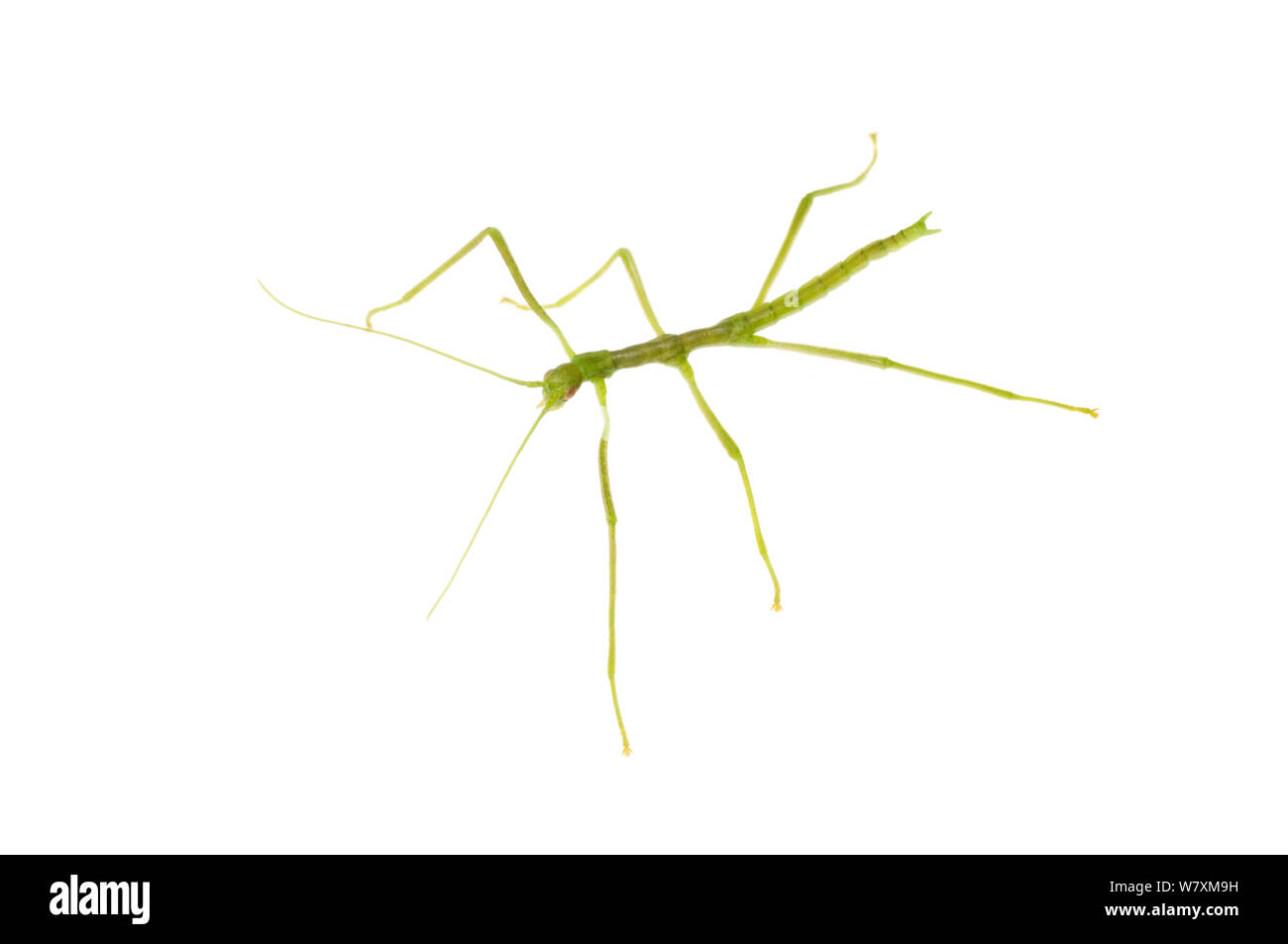 Walking stick insect hi-res stock photography and images - Alamy