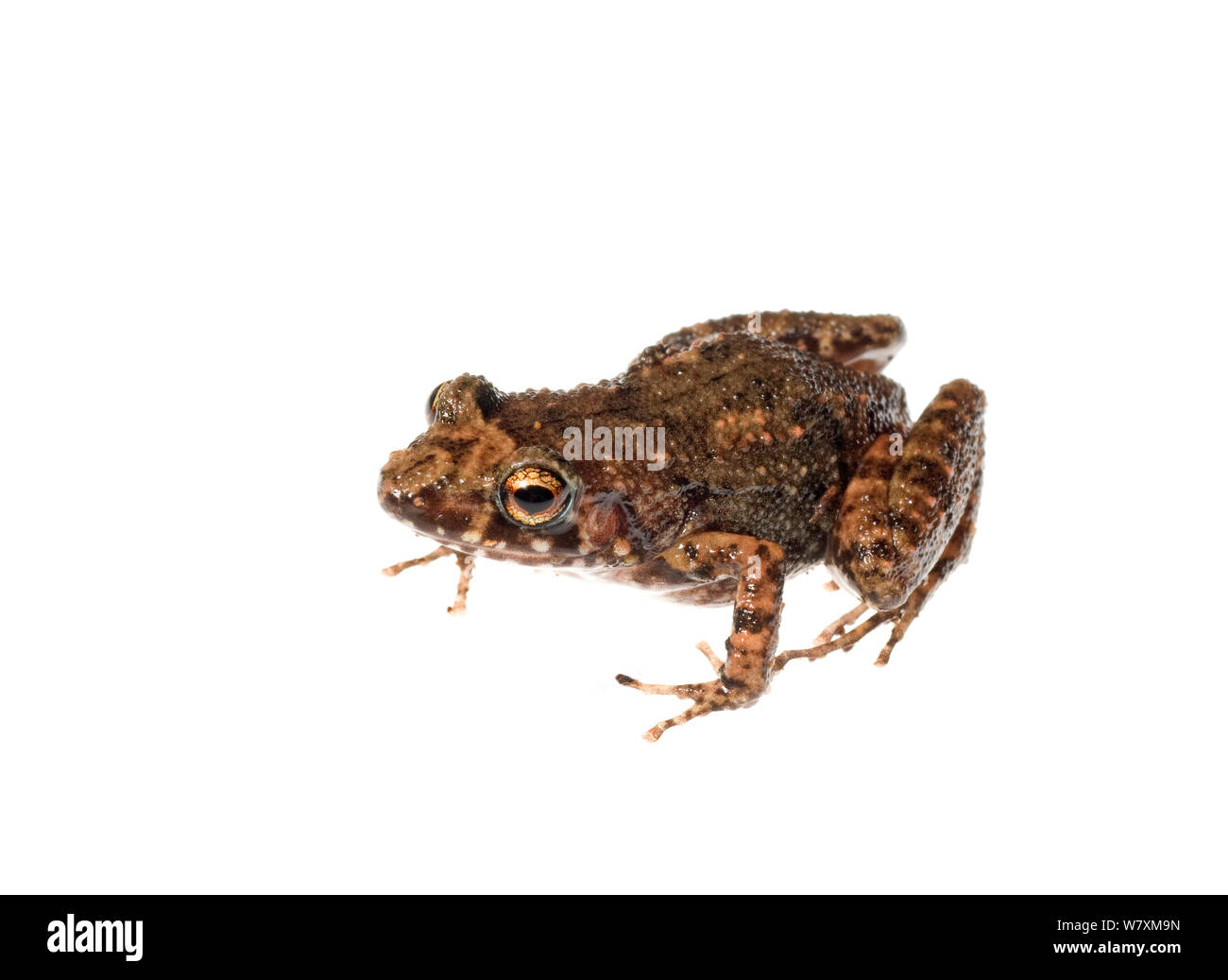 Greenhouse Frog High Resolution Stock Photography and Images - Alamy