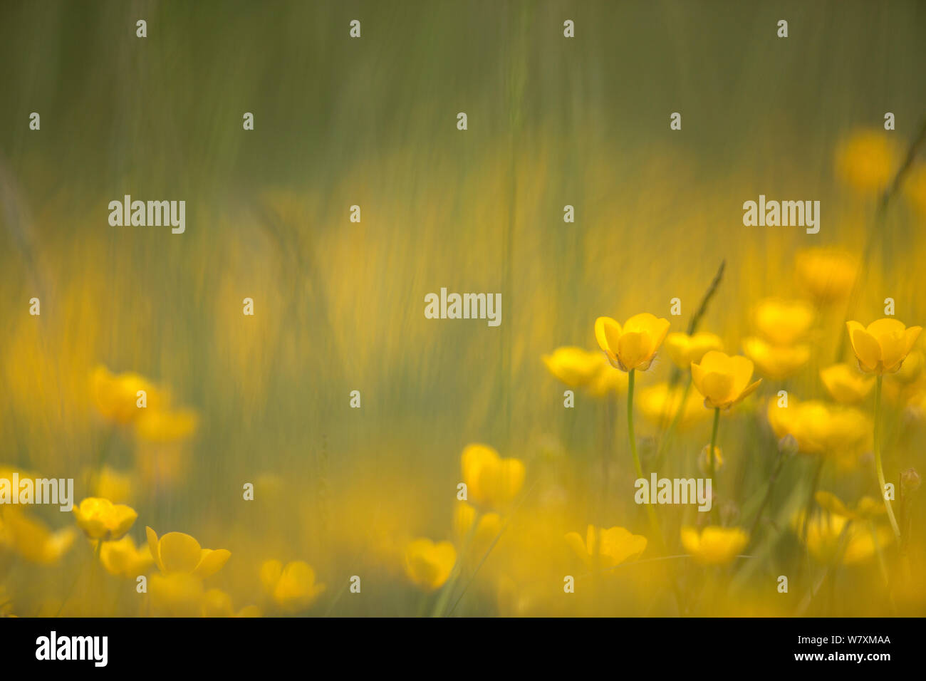Meadow buttercups (Ranunculus acris) Hampstead Heath, London, UK, June ...