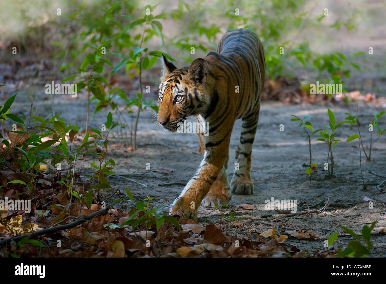 Benal tiger (Panthera tigris), cub, Bandhavgarh National Park, India ...