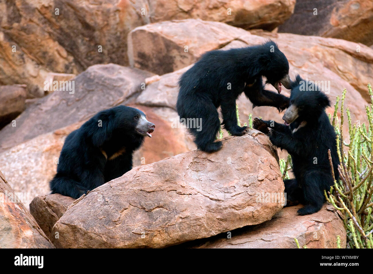 Sloth bear fight hi-res stock photography and images - Alamy