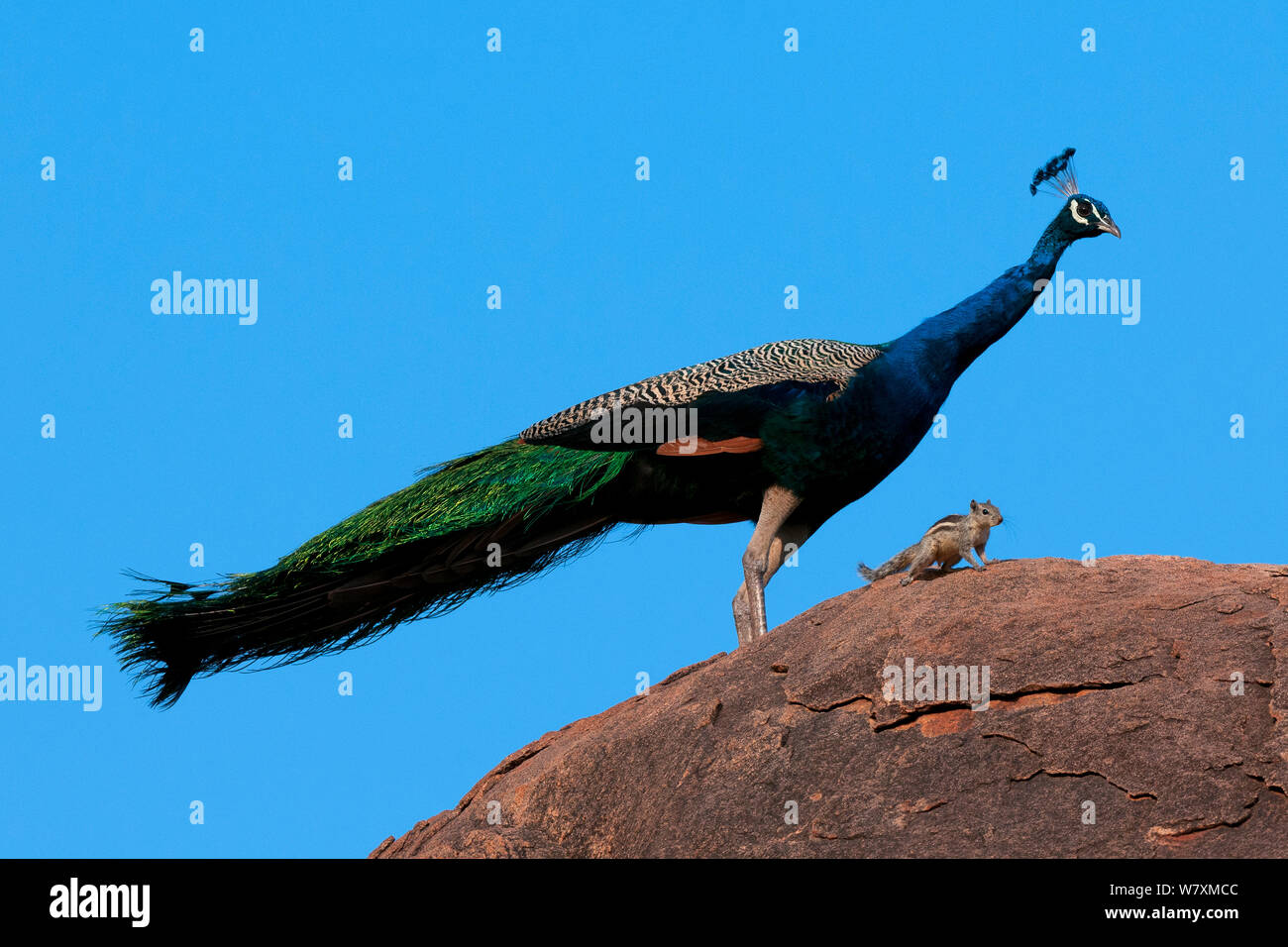 Pavo Sp High Resolution Stock Photography and Images - Alamy