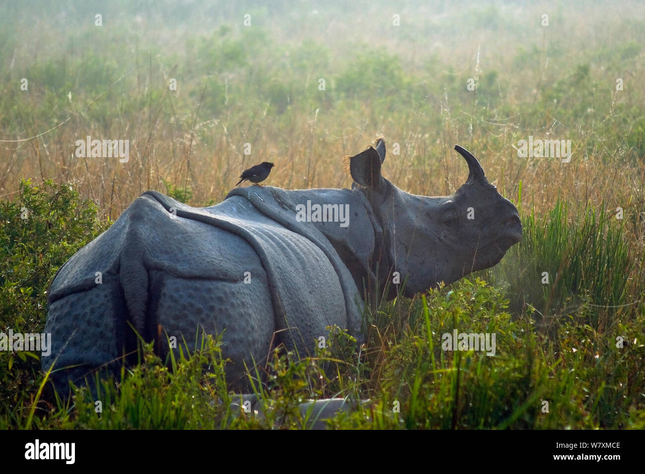 Endangered kaziranga birds hi-res stock photography and images - Alamy