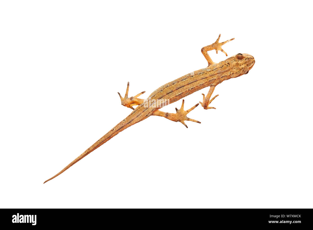 Smooth newt (lissotriton vulgaris) uk Cut Out Stock Images & Pictures ...