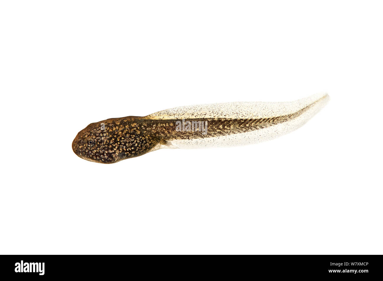 Green frog rana tadpoles Cut Out Stock Images & Pictures - Alamy