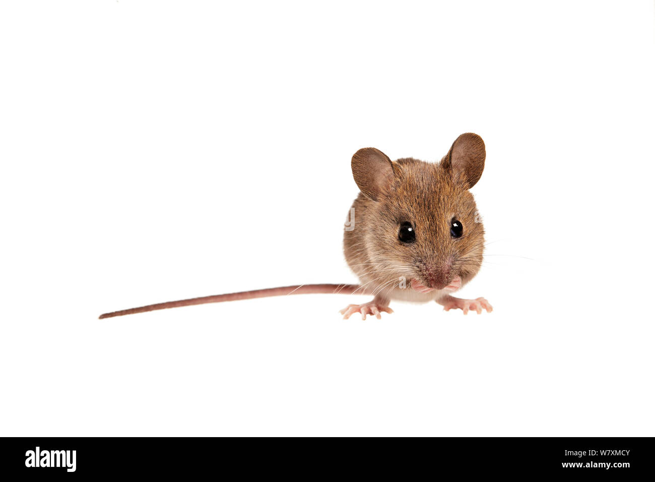 Mouse front view hi-res stock photography and images - Alamy
