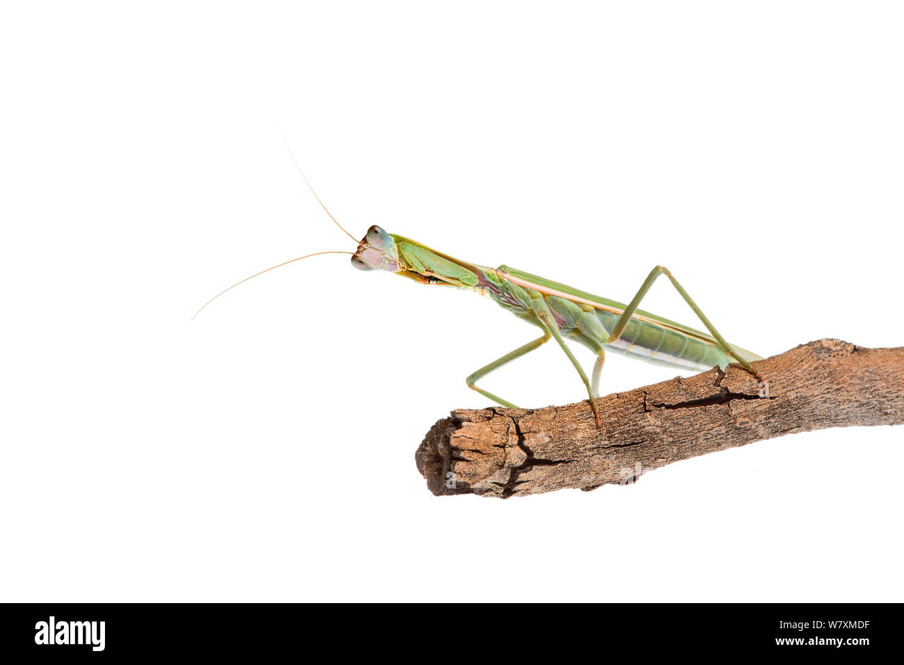 Blue eyed mantis hi-res stock photography and images - Alamy