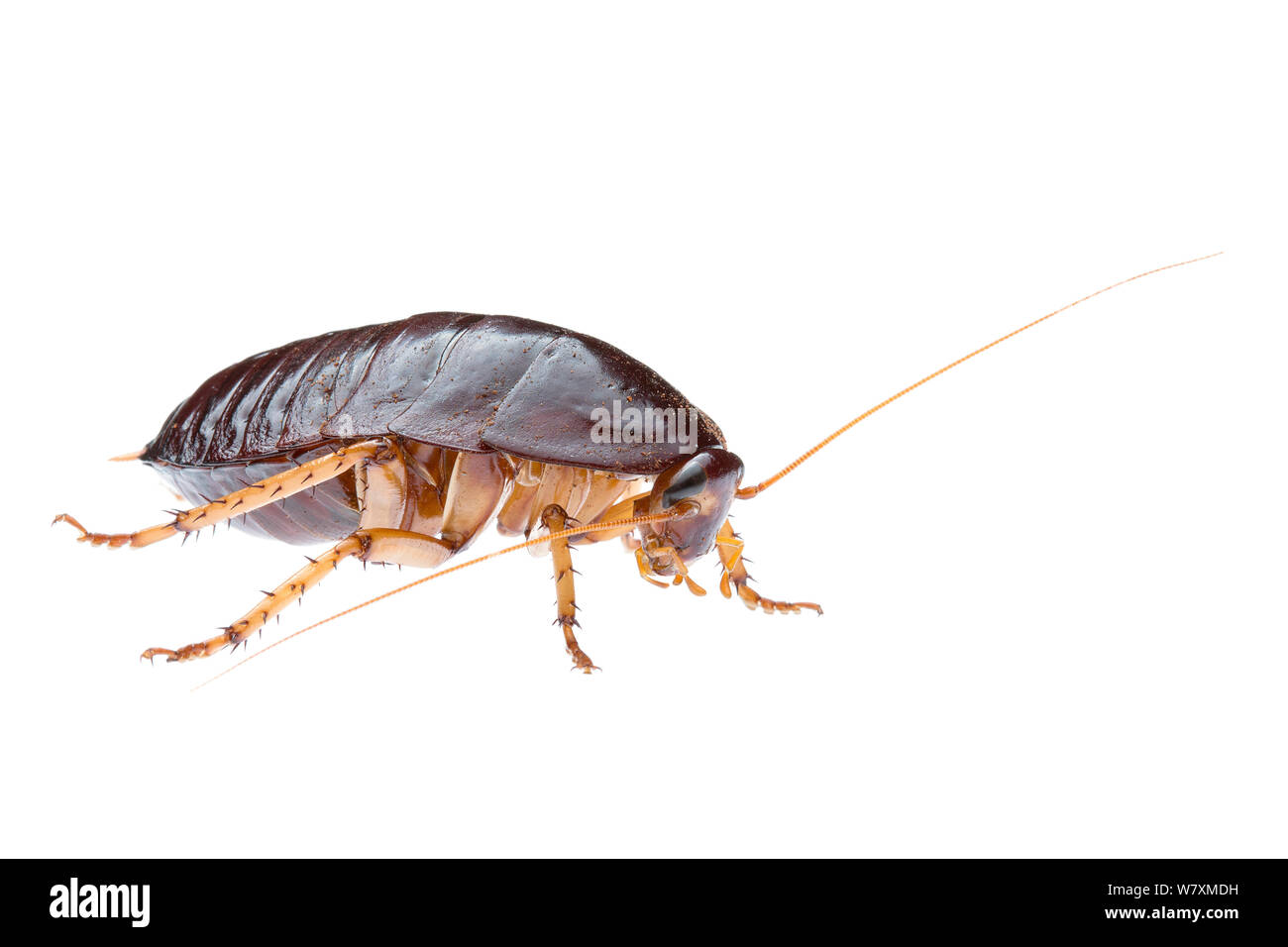 Cockroach side view hi-res stock photography and images - Alamy