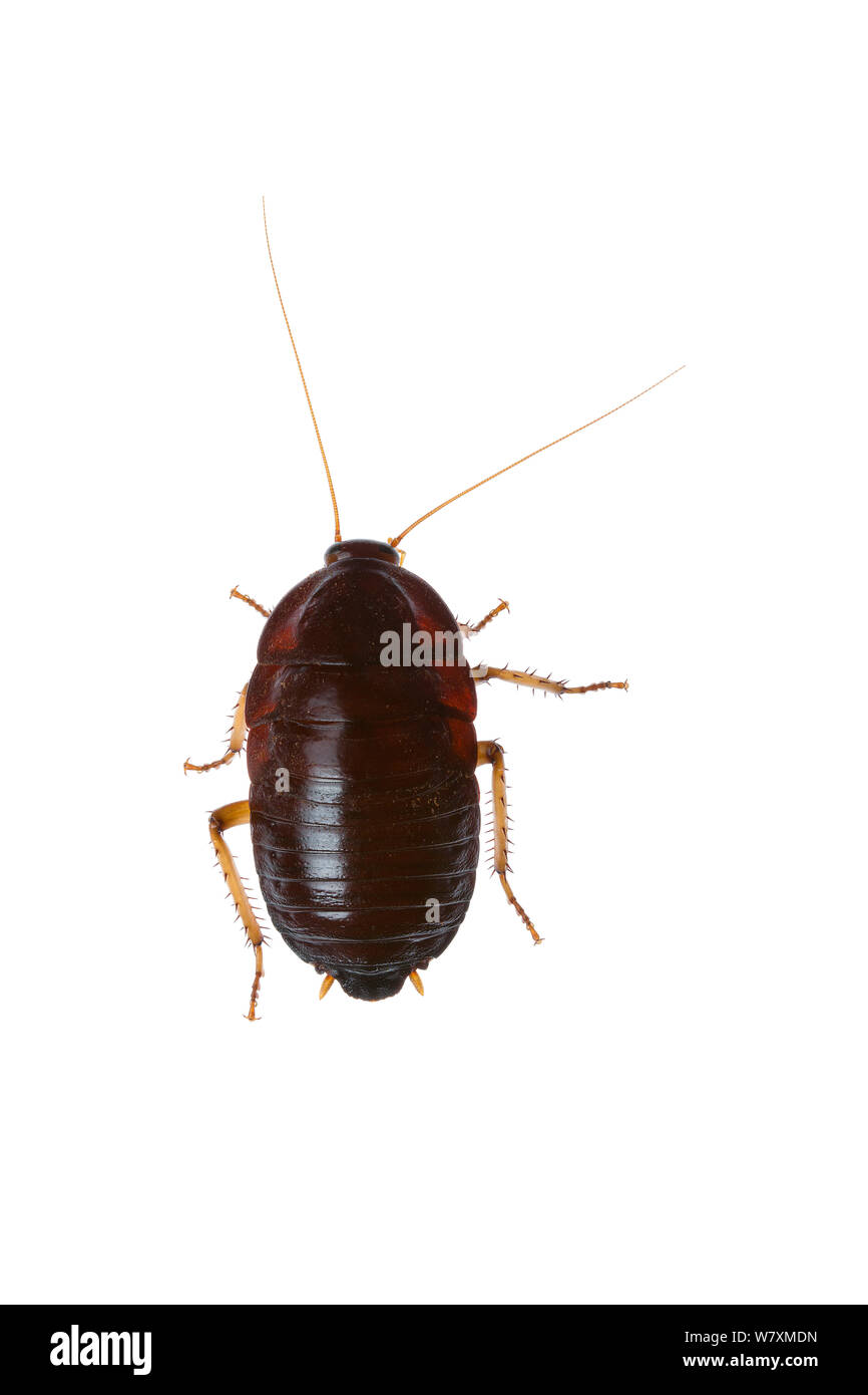 Platyzosteria hi-res stock photography and images - Alamy