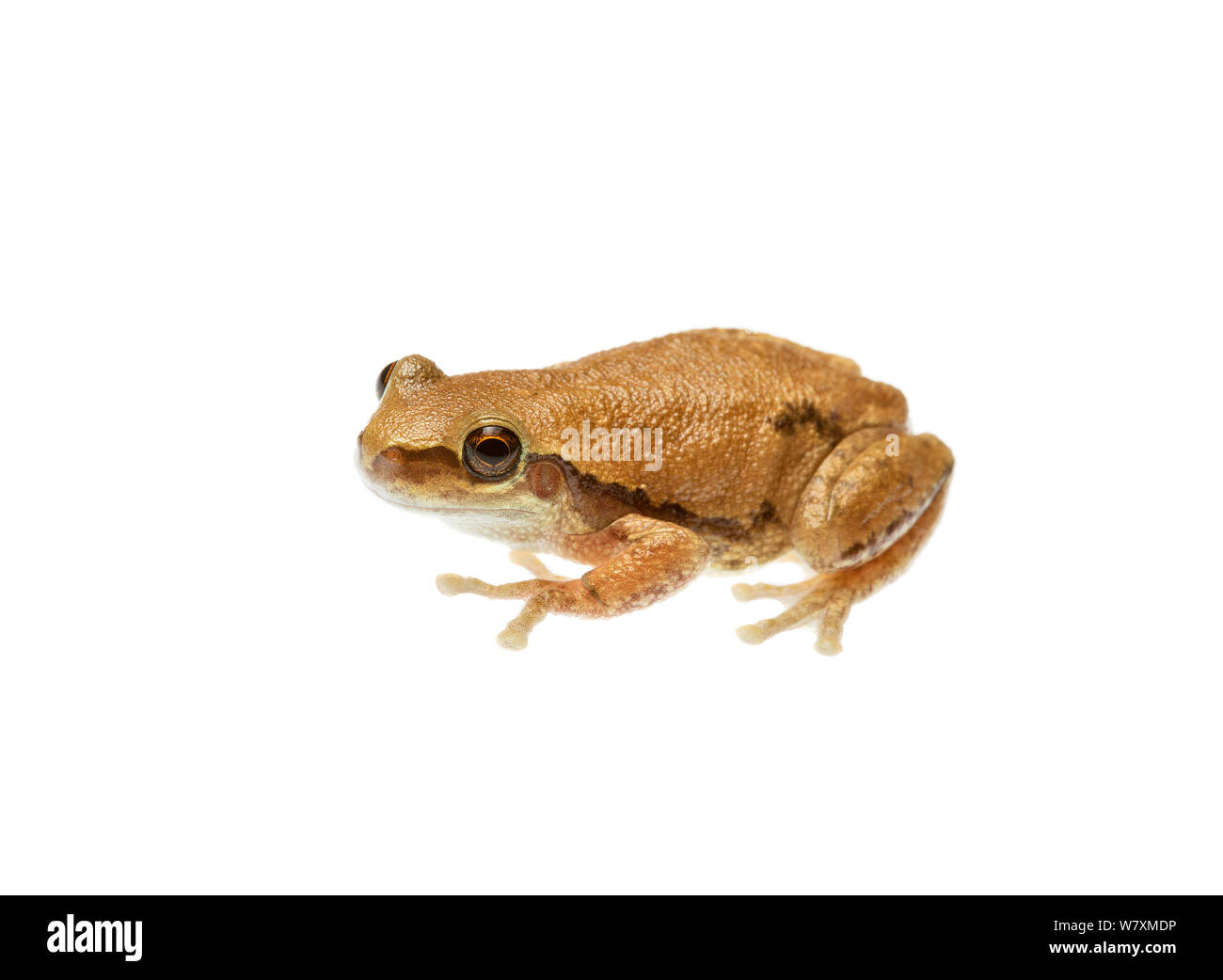 Western tree frog hi-res stock photography and images - Alamy