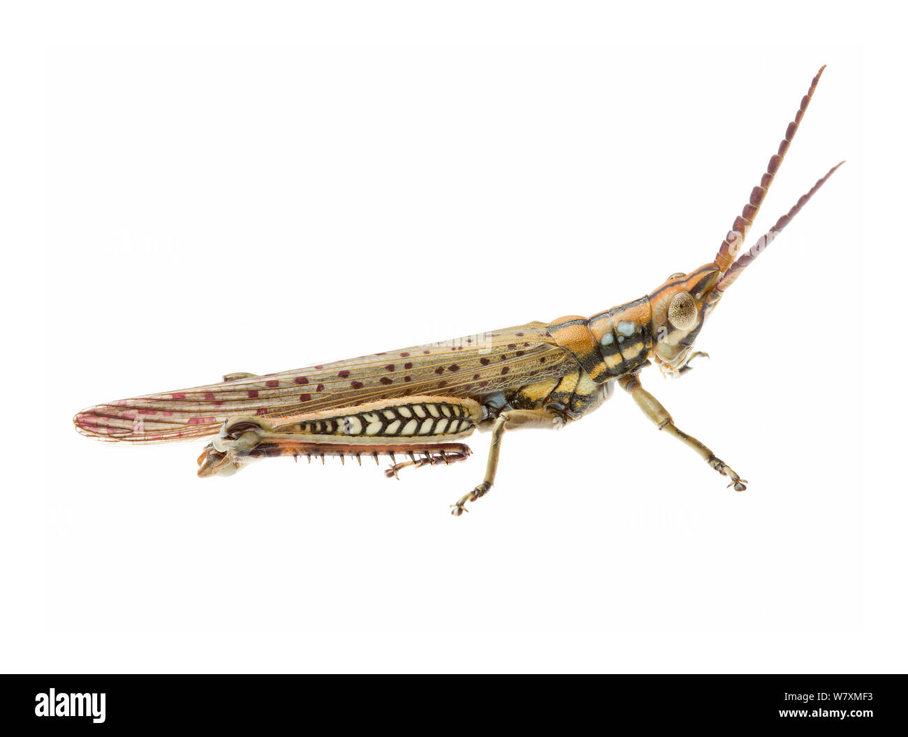 Grasshopper australia Cut Out Stock Images & Pictures - Alamy