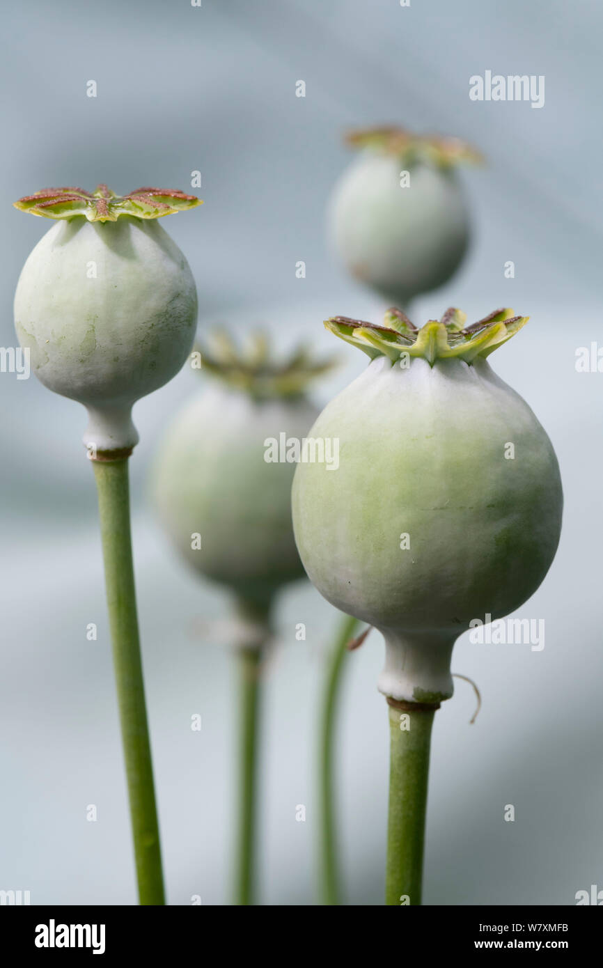 Poppy fruit hi-res stock photography and images - Alamy