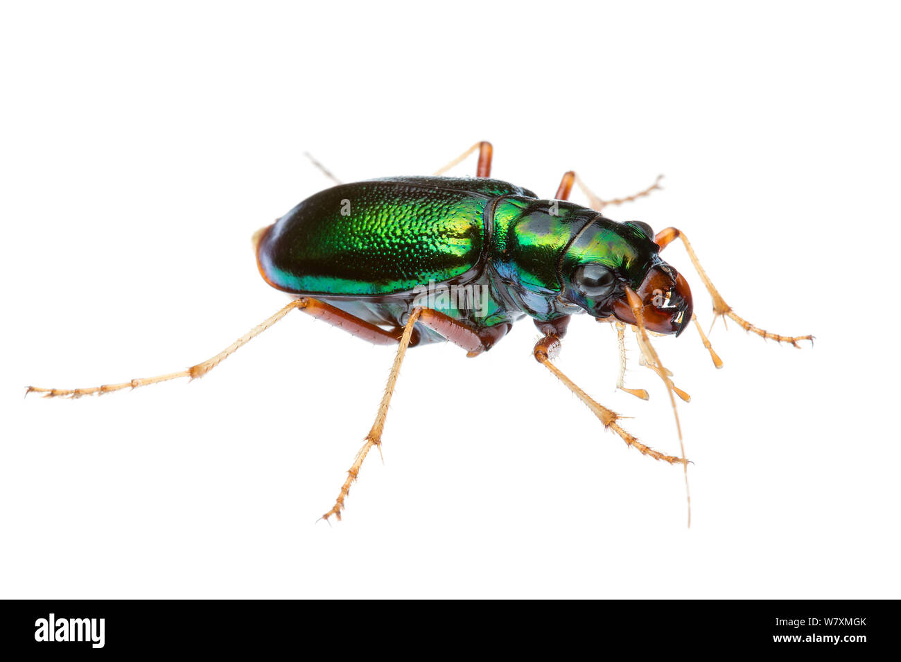 Tiger beetle australia hi-res stock photography and images - Alamy