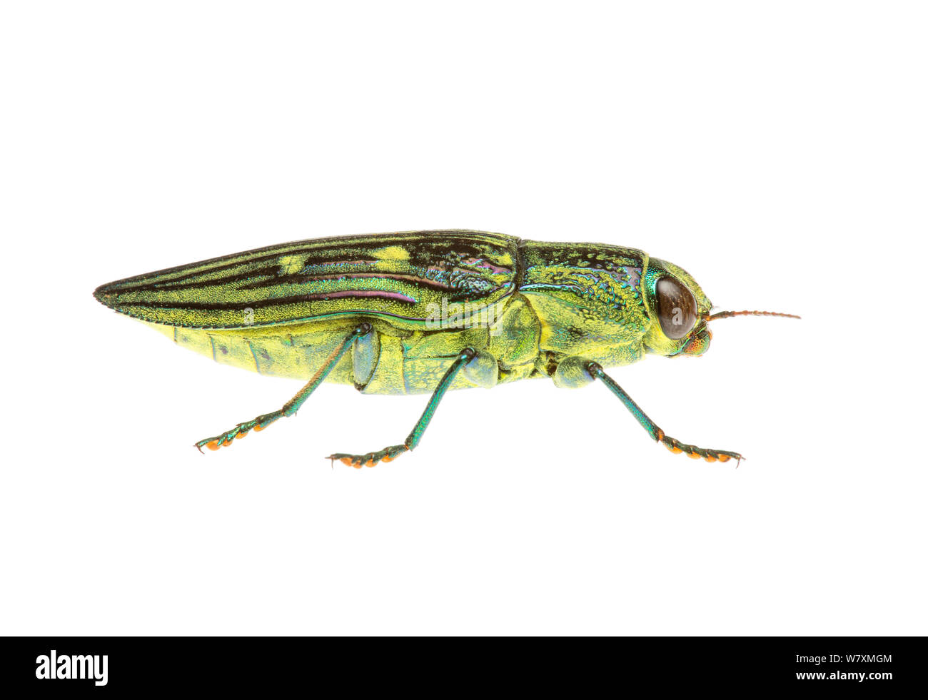 Jewel beetle hi-res stock photography and images - Alamy