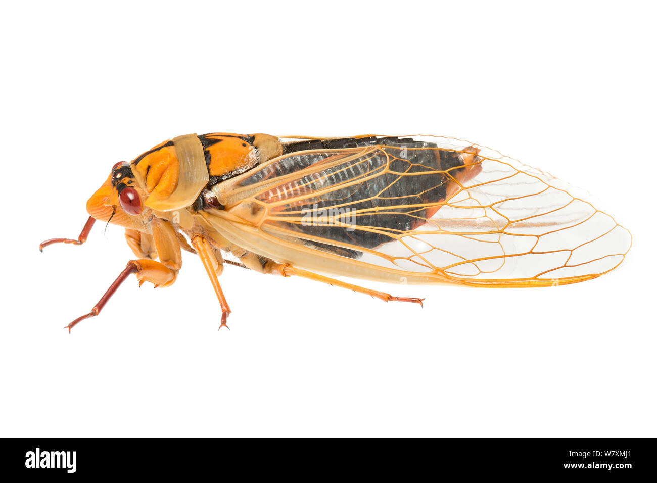 Masked devil cicada hi-res stock photography and images - Alamy
