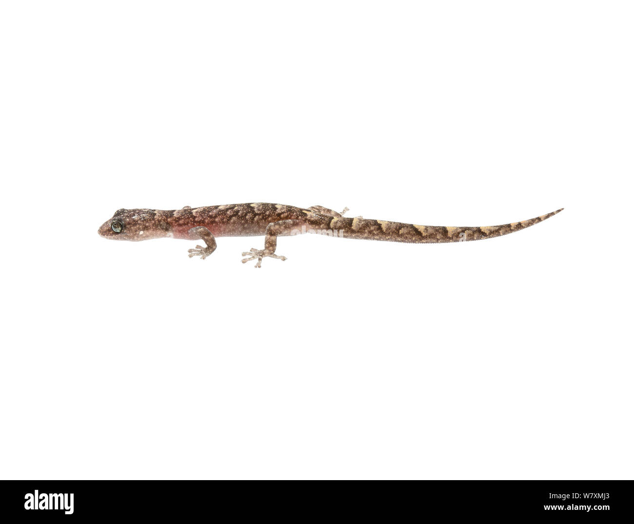 Marbled Gecko Christinus Marmoratus High Resolution Stock Photography ...