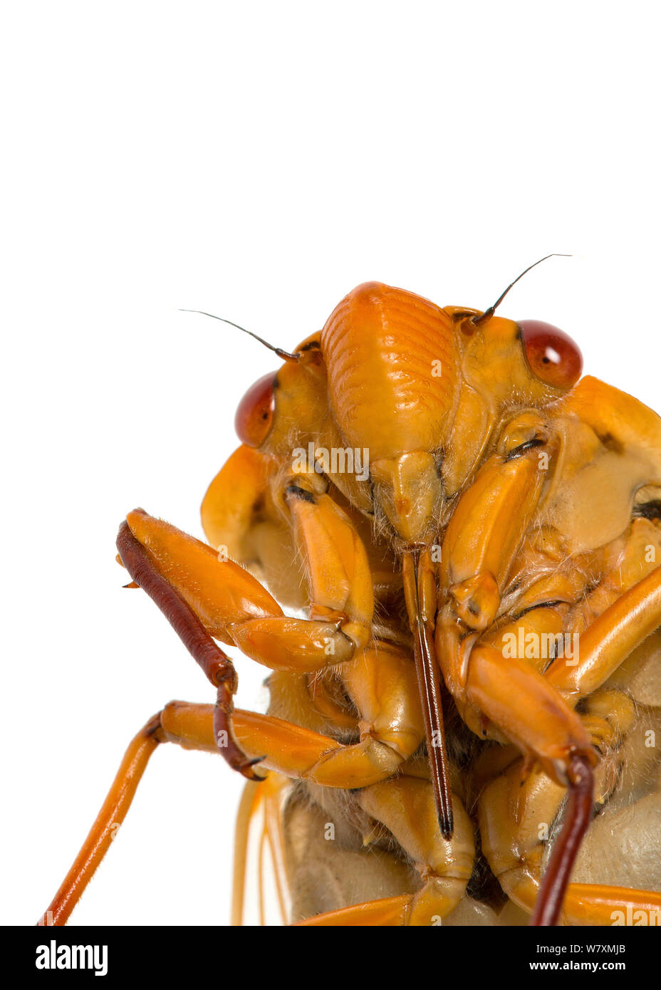 Masked devil cicada hi-res stock photography and images - Alamy