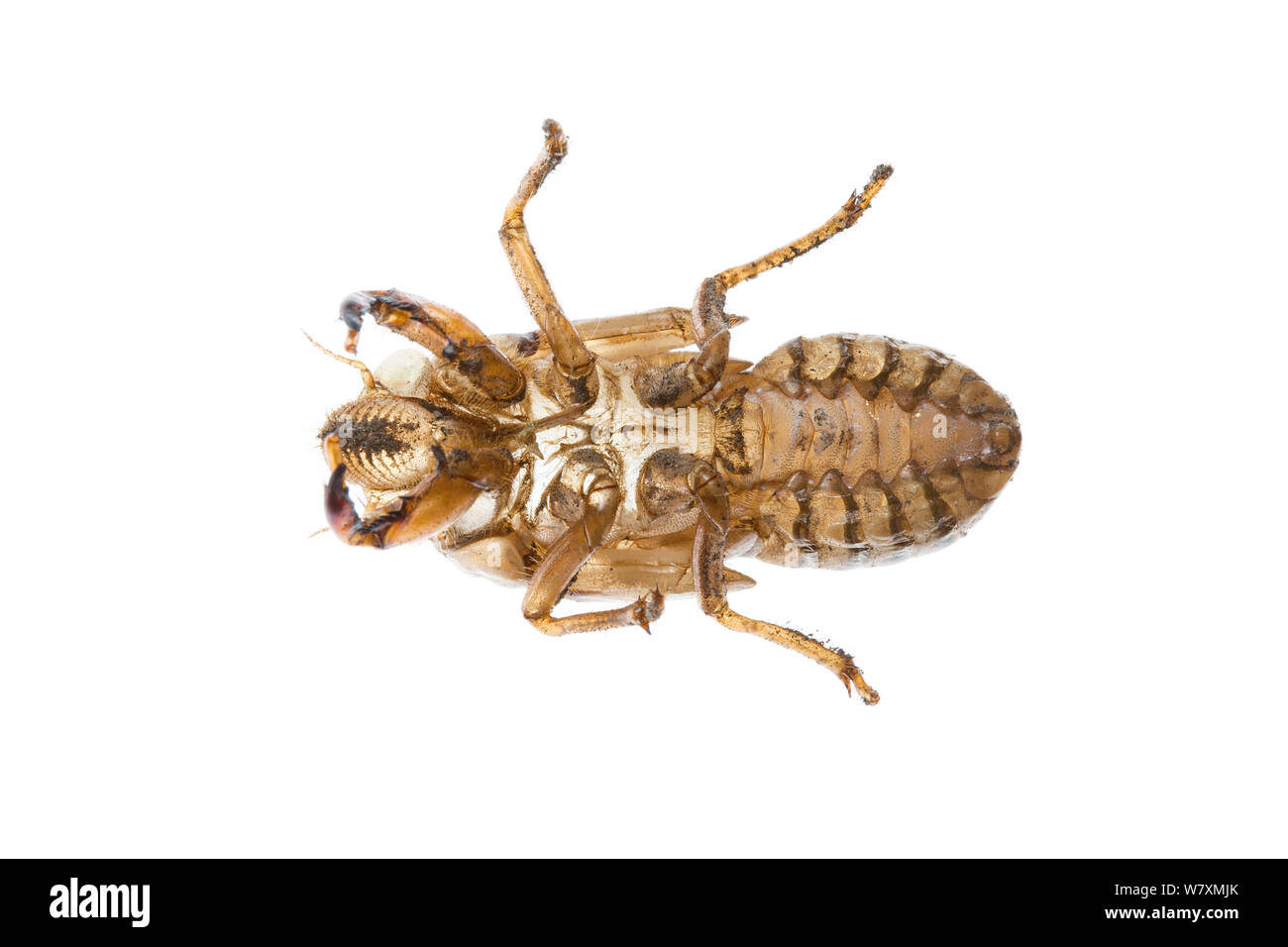 Cicada exoskeleton insect shell hi-res stock photography and images - Alamy