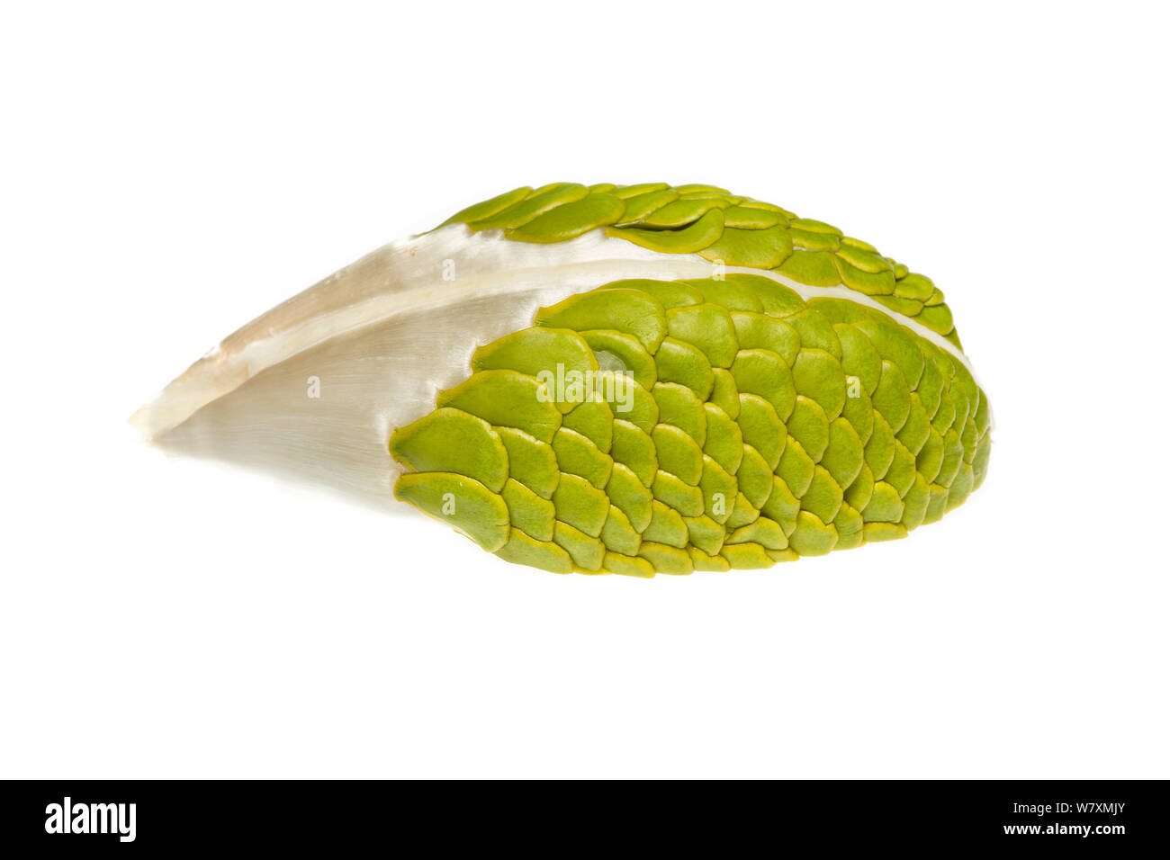 Asteranae Cut Out Stock Images & Pictures - Alamy