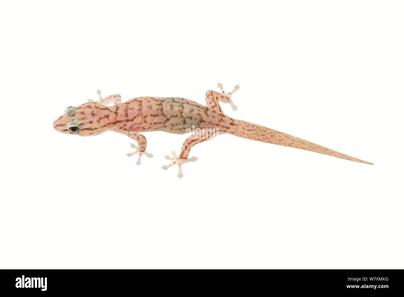 Varied dtella gehyra variegata Cut Out Stock Images & Pictures - Alamy