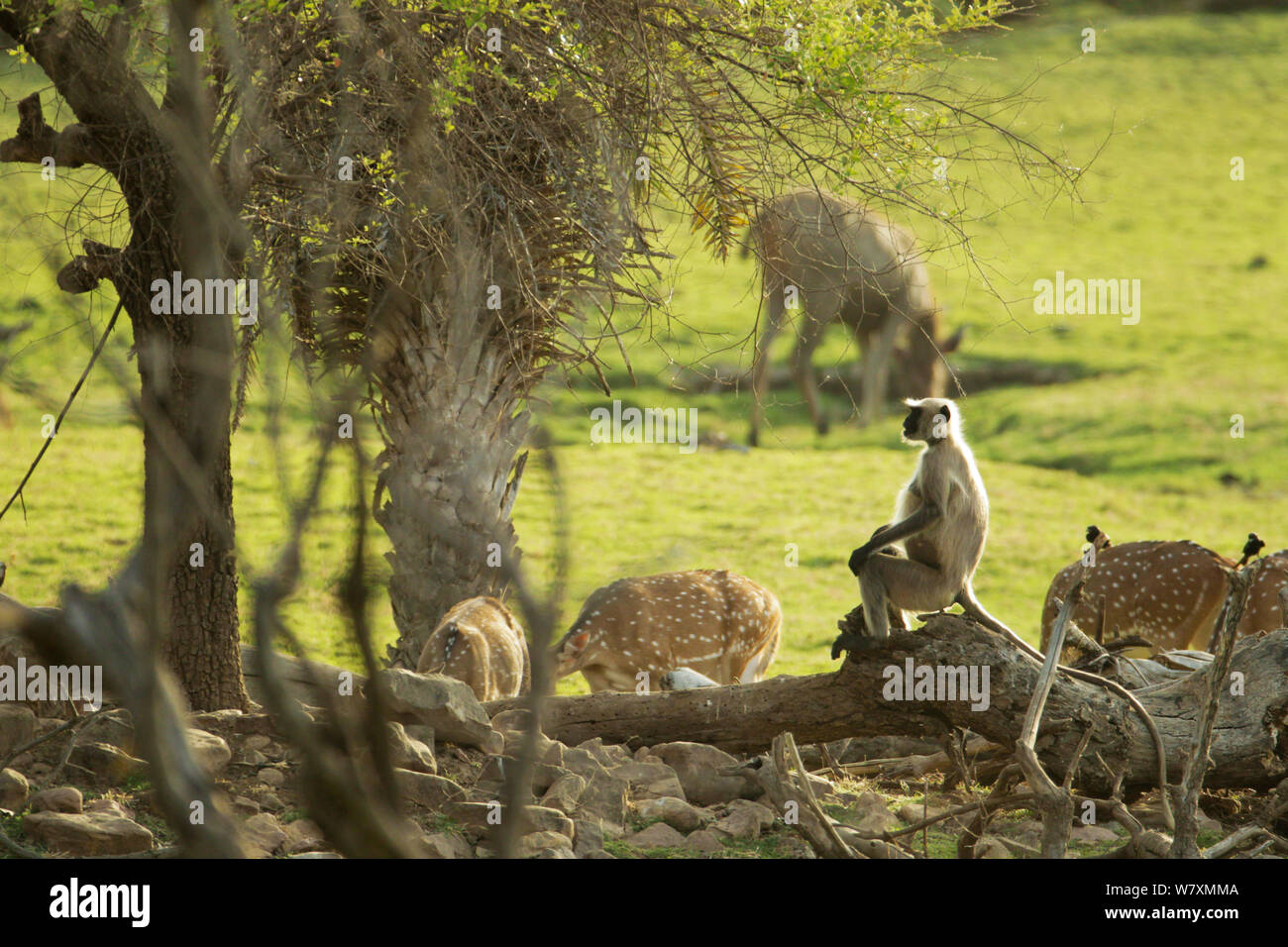 Northern Plains gray langur (Semnopithecus entellus) sitting amongst ...