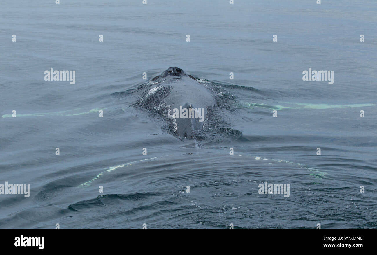 Humpback whale flippers hi-res stock photography and images - Alamy