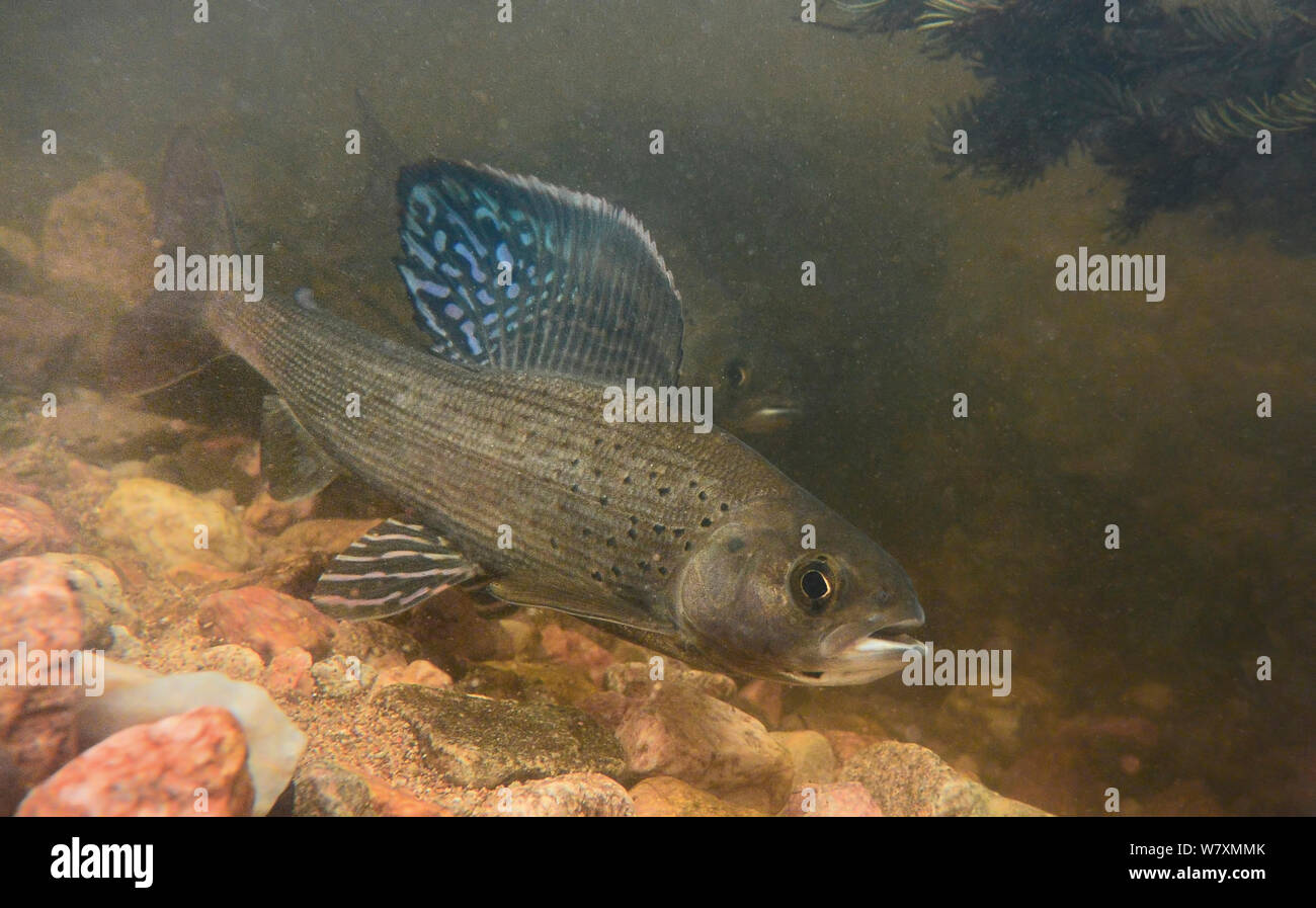 Thymallus arcticus hi-res stock photography and images - Alamy