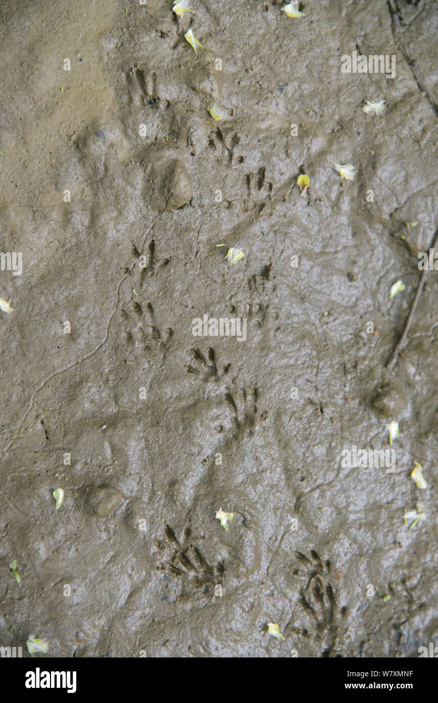 Footprints of Water vole (Arvicola amphibius) or possibly Brown rat ...