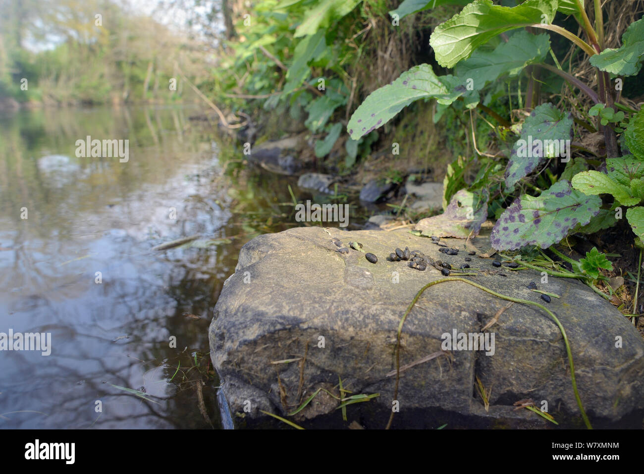 Animal droppings hi-res stock photography and images - Alamy