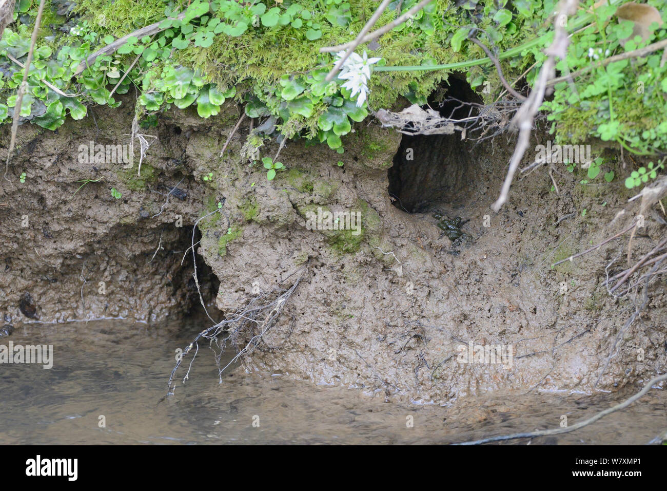 Mammal burrows hi-res stock photography and images - Alamy