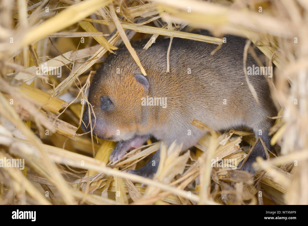 Baby Water vole (Arvicola amphibius) with its eyes still closed in nest ...