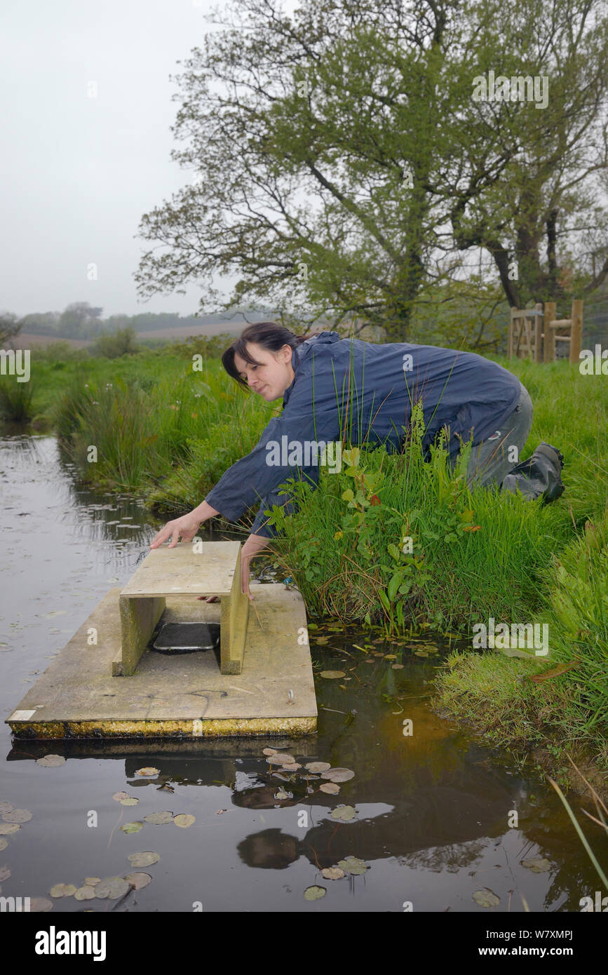 Mink trap hi-res stock photography and images - Alamy