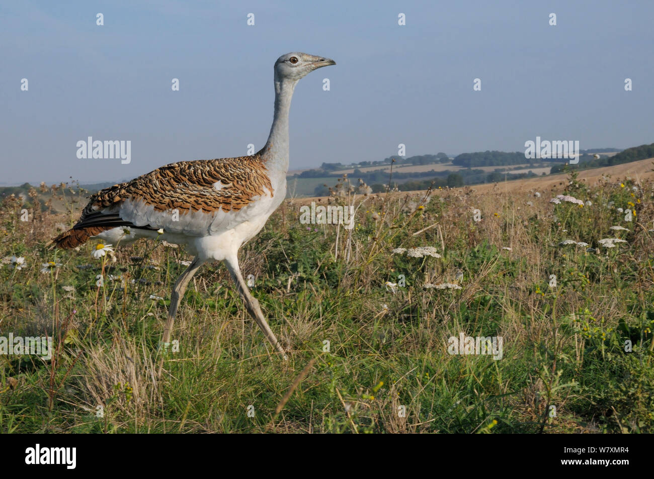 Bustard hi-res stock photography and images - Alamy