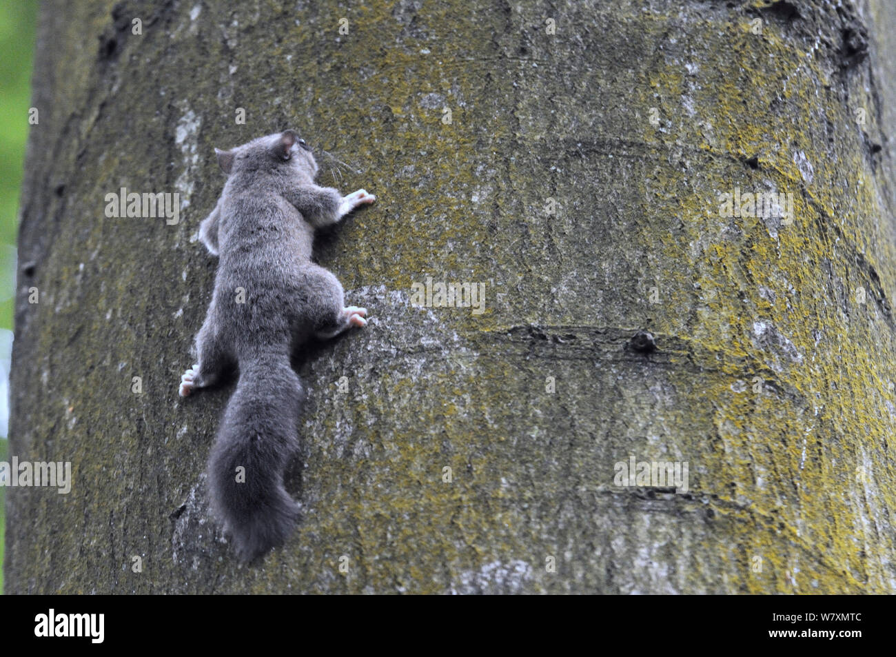 Edible / Fat Dormouse (Glis glis) clinging to a treetrunk in woodland ...
