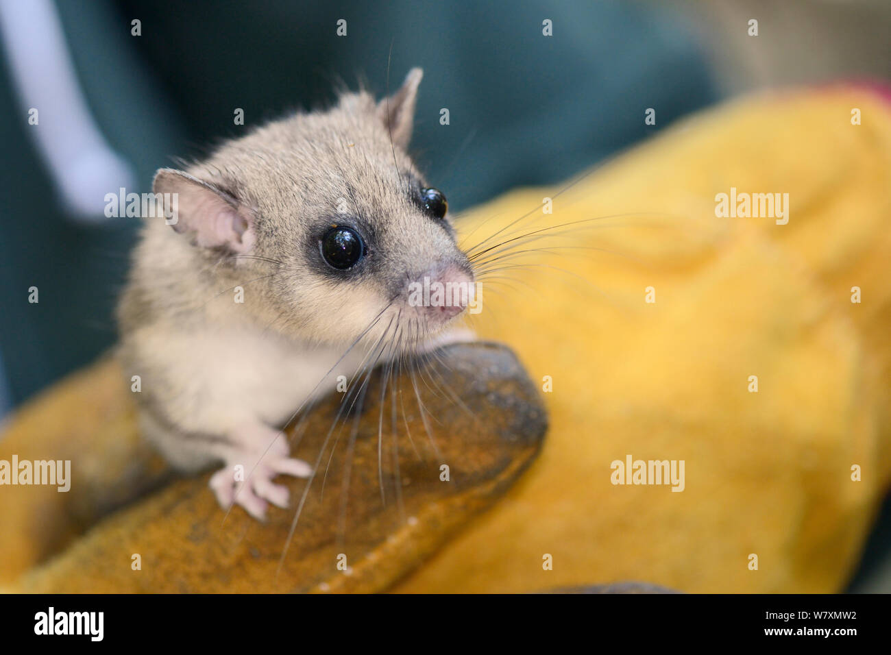 Close up of an adult Edible / Fat Dormouse (Glis glis) held in a ...
