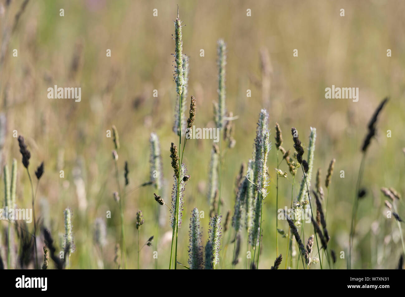 Foxtail sedge hi-res stock photography and images - Alamy