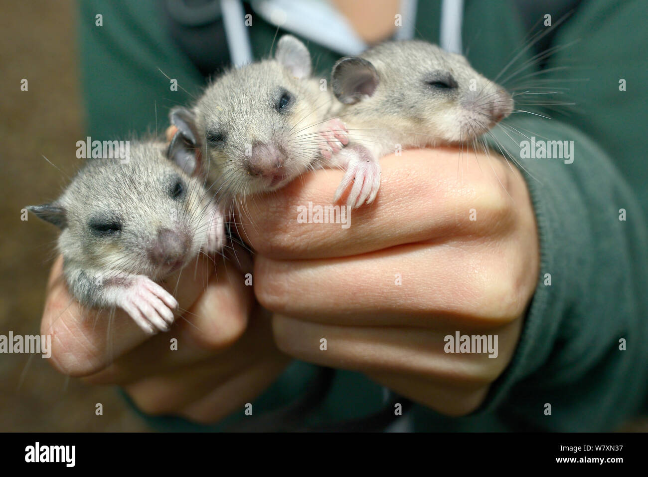 Three sleepy young Edible / Fat Dormice (Glis glis) held in hands ...
