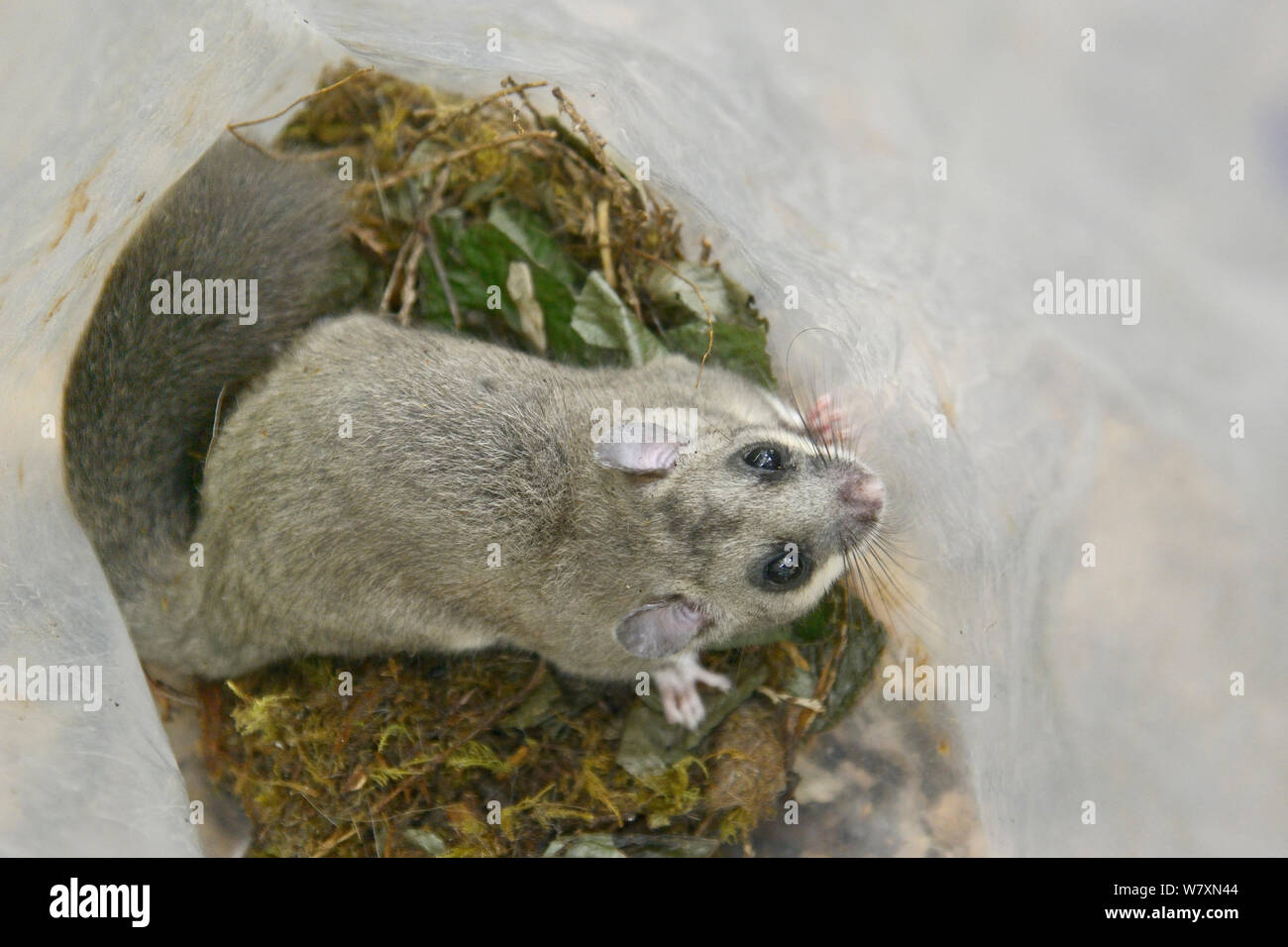 Adult female Edible / Fat Dormouse (Glis glis) held in a plastic bag ...
