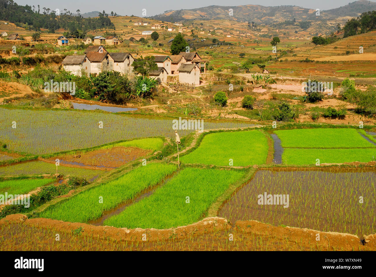 Madagascar plants hi-res stock photography and images - Alamy