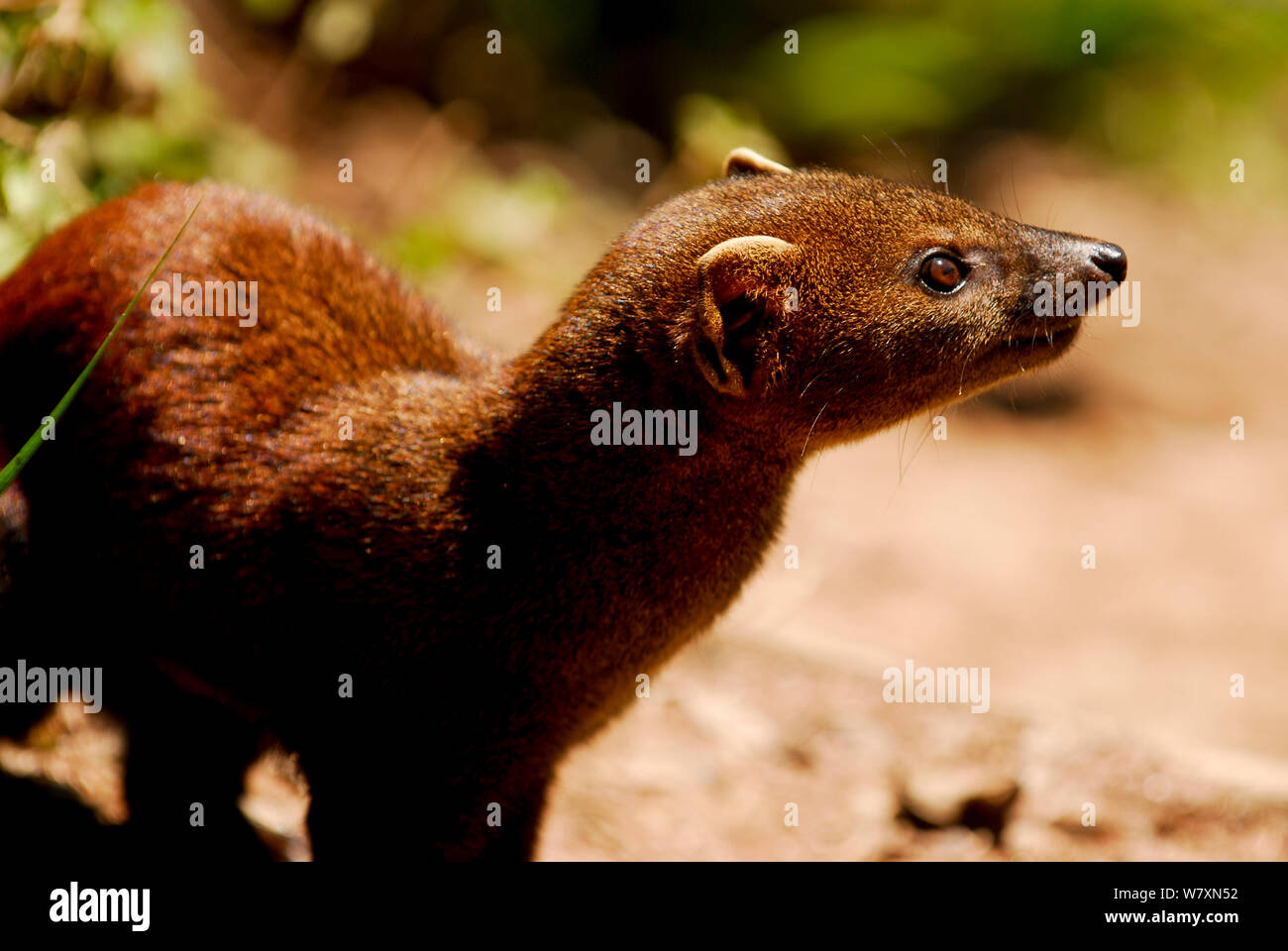 Malagasy ring-tailed mongoose (Galidia elegans) Ranomafana National ...