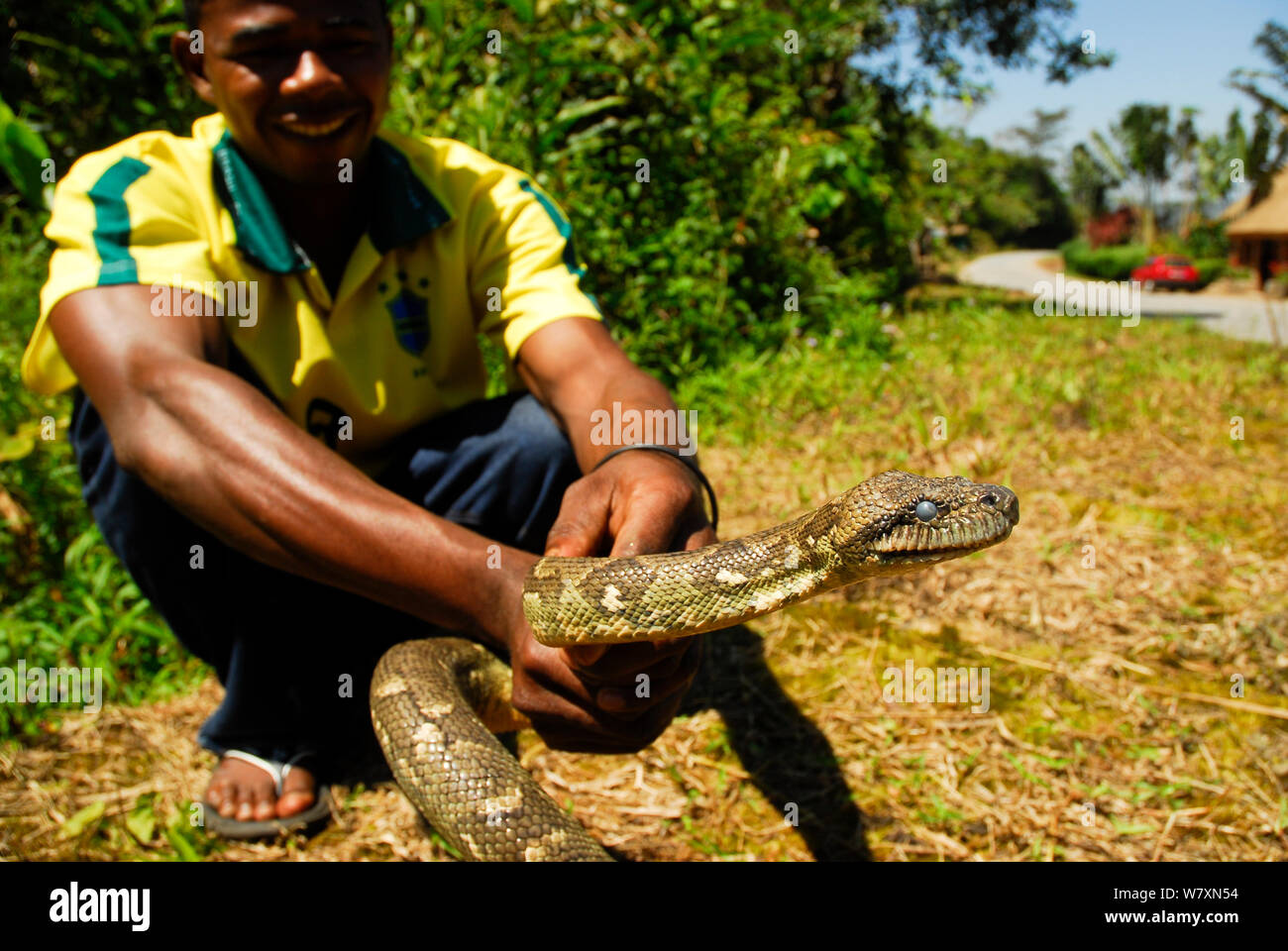 Man holding Madagascar boa (Sanzinia madagascariensis) Ranomafana ...