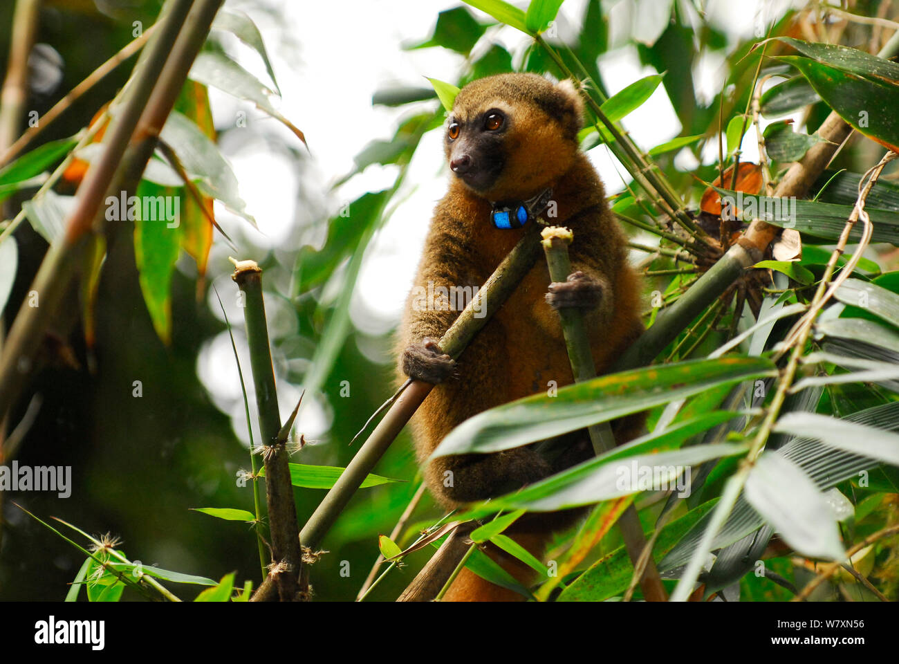 Golden bamboo lemur (Hapalemur aureus) female wearing radio collar ...