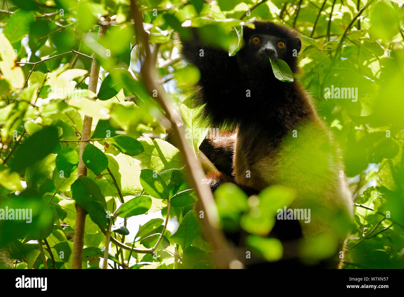 Milne-Edwards' sifaka (Propithecus edwardsi) feeding on leaves ...