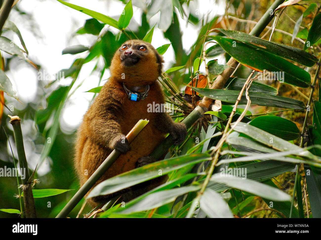 Golden bamboo lemur (Hapalemur aureus) female wearing radio collar ...