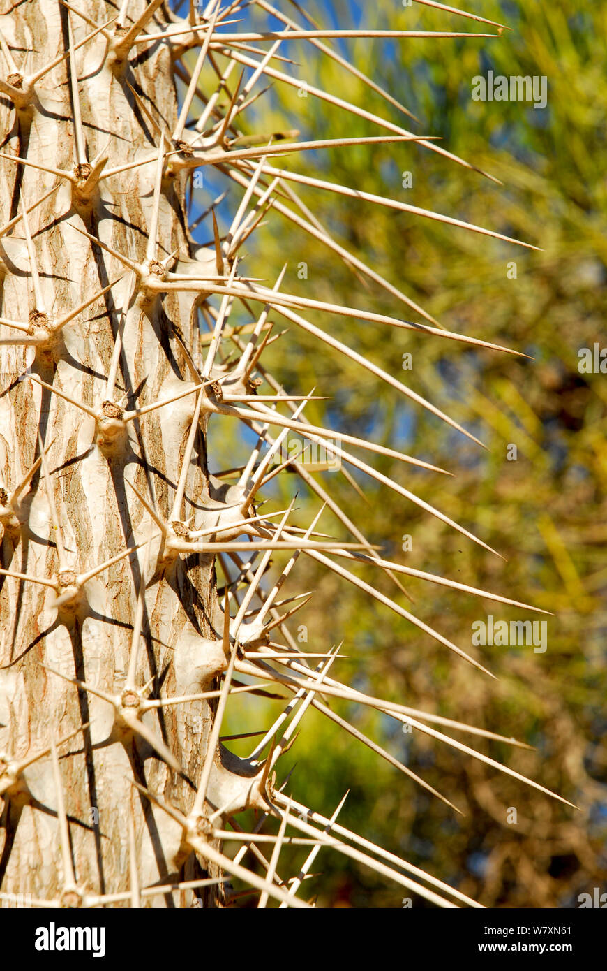 Madagascar thorn forest hi-res stock photography and images - Alamy