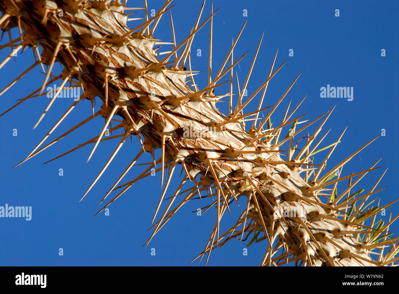 Madagascar thorn forest hi-res stock photography and images - Alamy