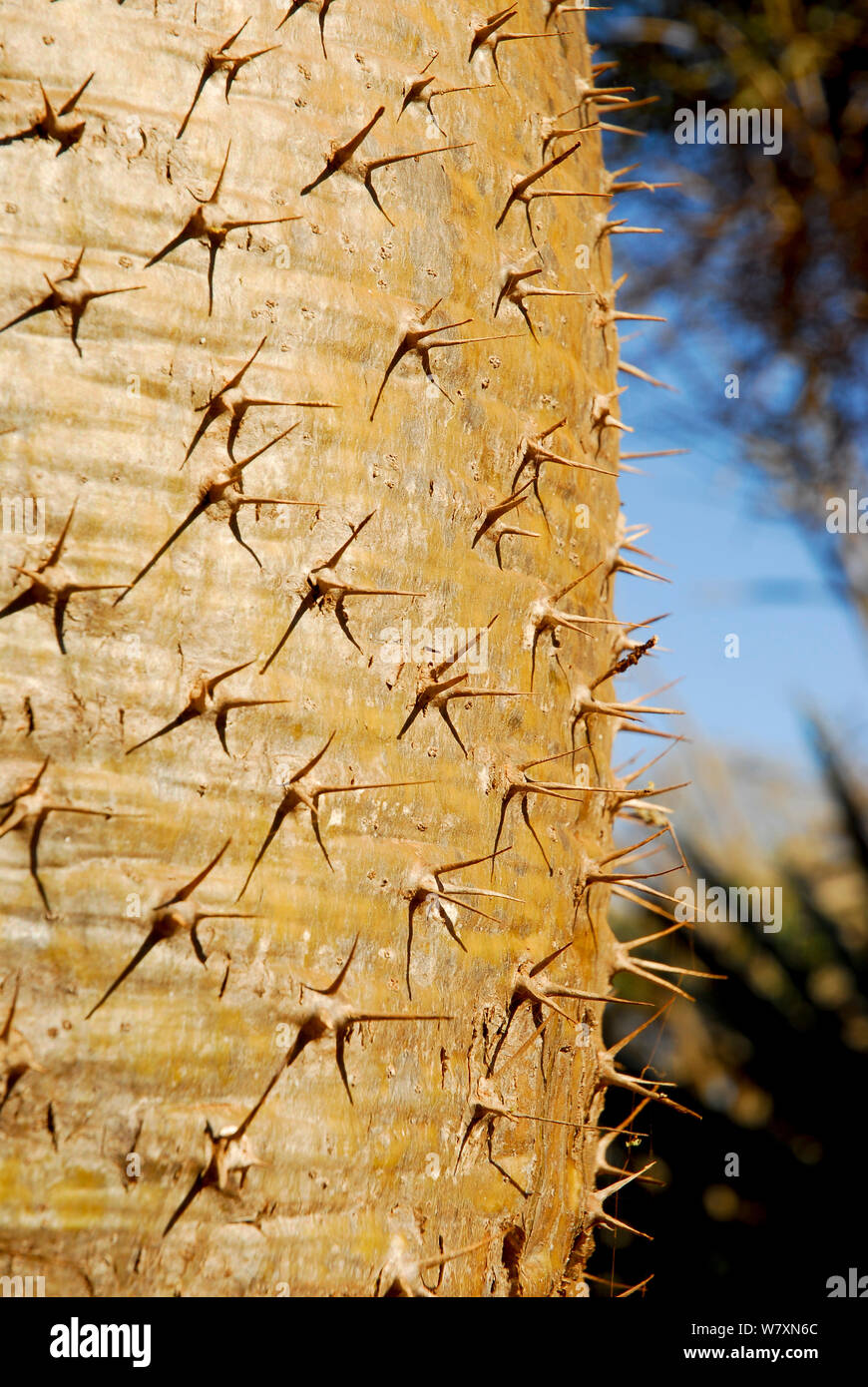 Spiny tree hi-res stock photography and images - Alamy